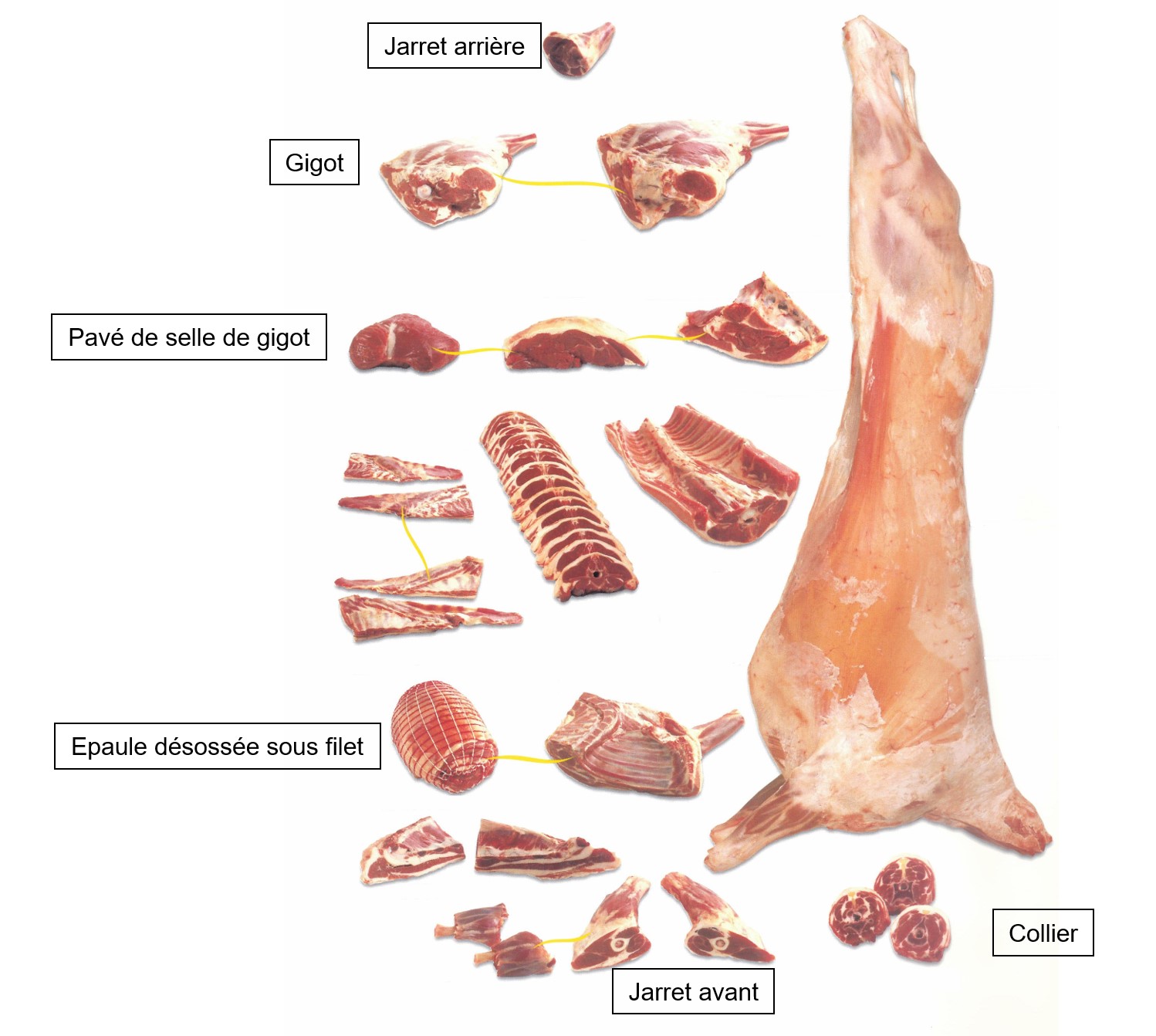 L'agneau - ses caractéristique et ses découpes - Cuisine Passion