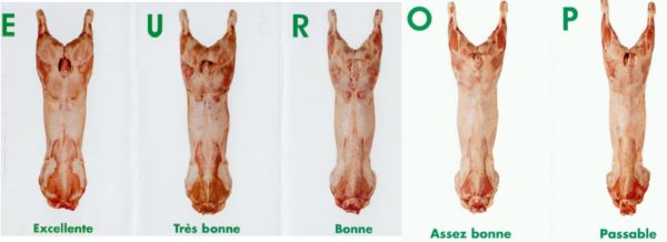 Le veau - ses caractéristiques et ses découpes - Cuisine Passion