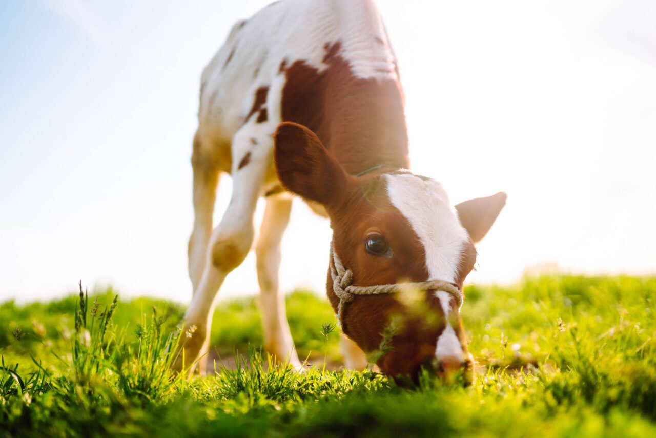 Le veau - ses caractéristiques et ses découpes - Cuisine Passion