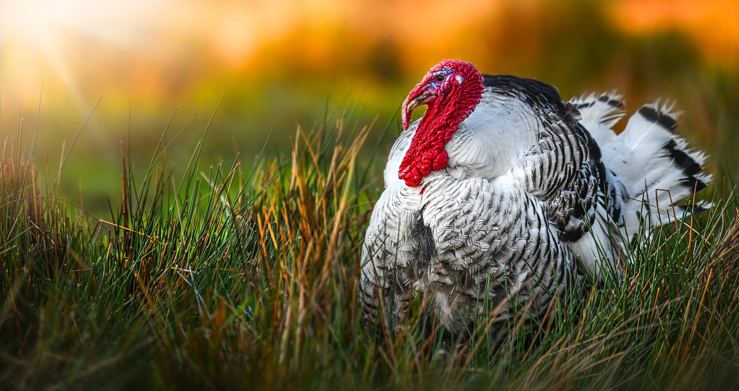 Le dindonneau - son histoire - Cuisine Passion